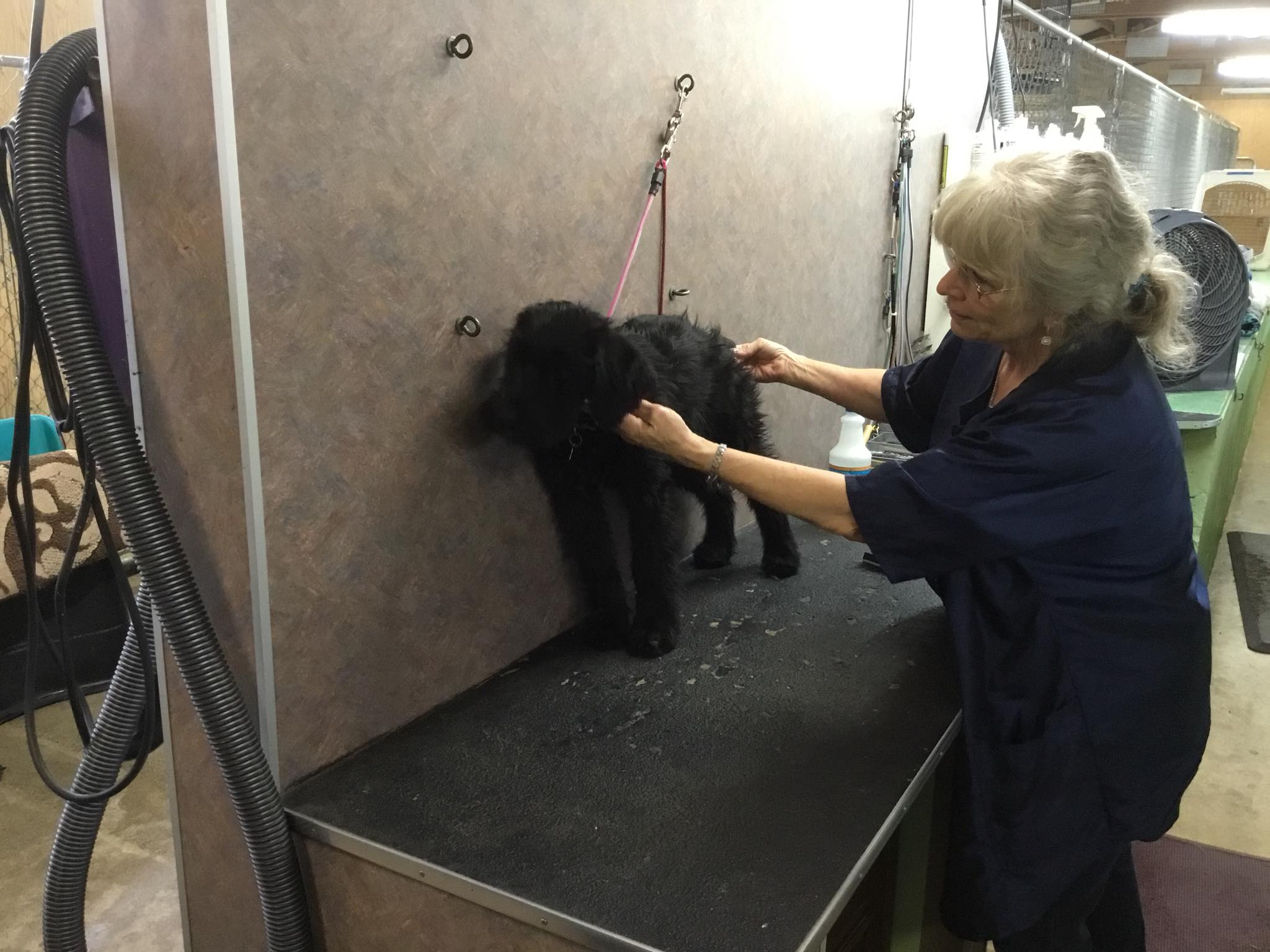 The Kennel - Myownly Boarding Kennel